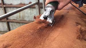 Cattle Clipping – Eurofarm & Garden Supplies ltd
