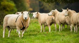 Heat Detection – Eurofarm & Garden Supplies ltd